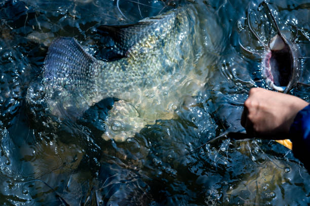 Farming Catfish For A Beginner - Profitable Livestock Farming