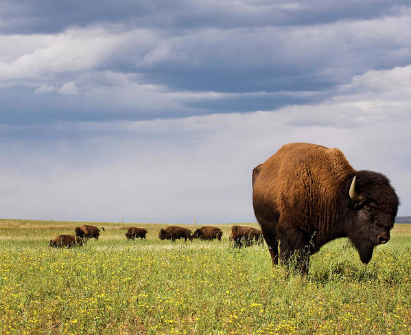 Bison Farming For Business - Profitable Livestock Farming