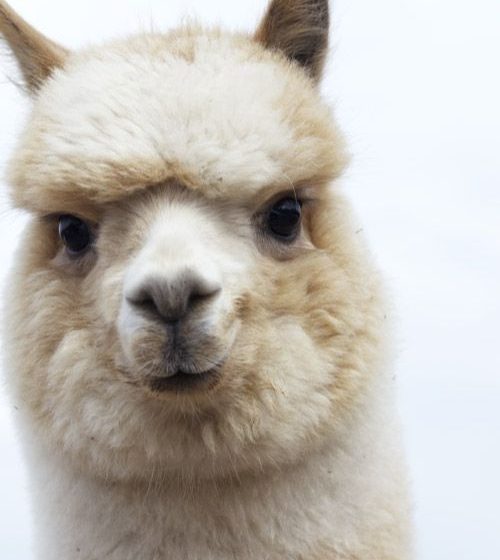 Alpaca Farming Guide For A Beginner Farmer - Profitable Livestock Farming
