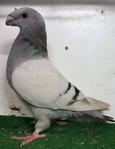 Beginner guide for pigeon keeping - Profitable Livestock Farming