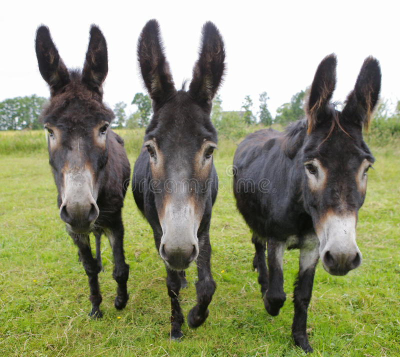 Donkey Farming For Beginners - Profitable Livestock Farming