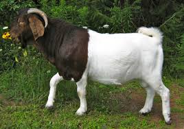 Spanish Goat Meat Quality vs Boer - Profitable Livestock Farming