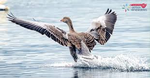 Best Goose Breeds For High-Profit Farming - Profitable Livestock Farming