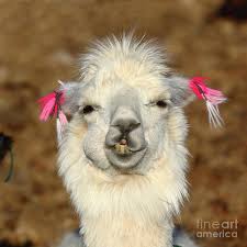 Best LLama Genetics For High-Profit Fiber Production - Profitable ...