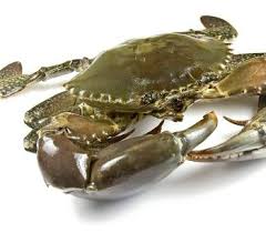 Best Practices For Mud Crab Culture In Ponds - Profitable Livestock Farming