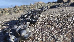 Mussel Rope Farming Profitability - Profitable Livestock Farming
