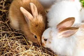 How Fast Do Rabbits Grow For Meat Production - Profitable Livestock Farming