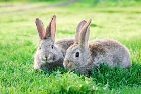 Best Rabbit Breeds For Fast Growth And Profitability - Profitable ...