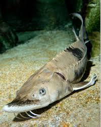How To Raise Sturgeon - Profitable Livestock Farming